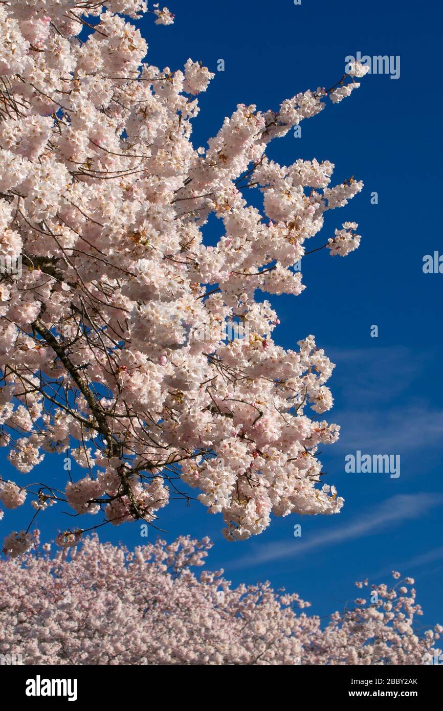 Cherry blossoms, State Capitol State Park, Oregon Stock Photo - Alamy