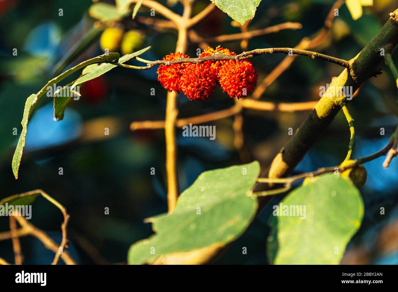The fruits of Broussonetia papyrifera Stock Photo - Alamy