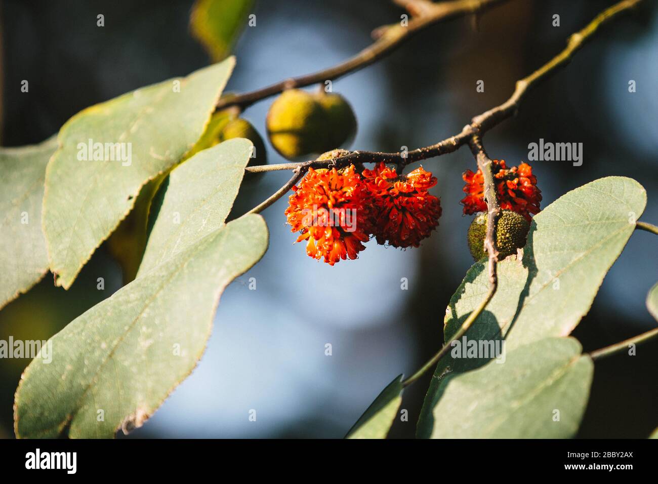 The fruits of Broussonetia papyrifera Stock Photo - Alamy