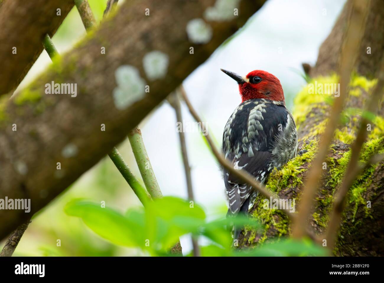 Red-breasted sapsucker (Sphyrapicus ruber), Bushs Pasture Park, Salem ...