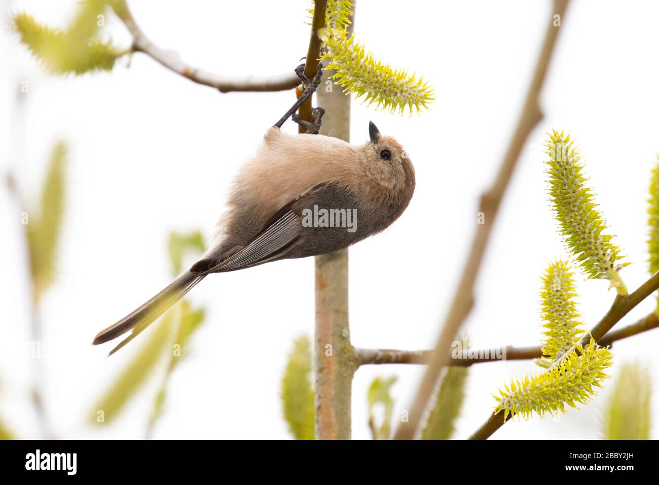 Bushtit bird hi-res stock photography and images - Alamy