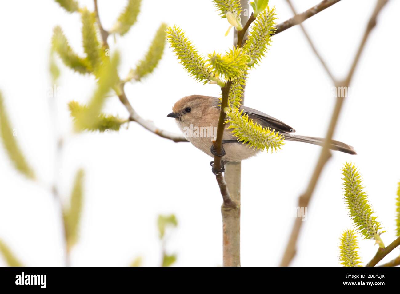 Bushtit bird hi-res stock photography and images - Alamy