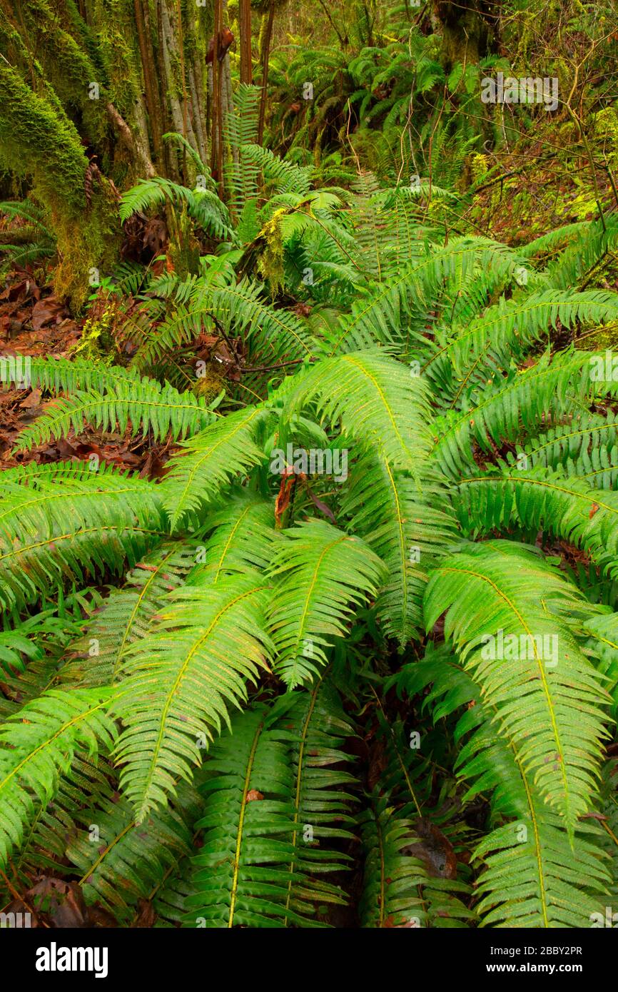 Western sword fern (Polystichum munitum), Oxbow Regional Park, Oregon ...
