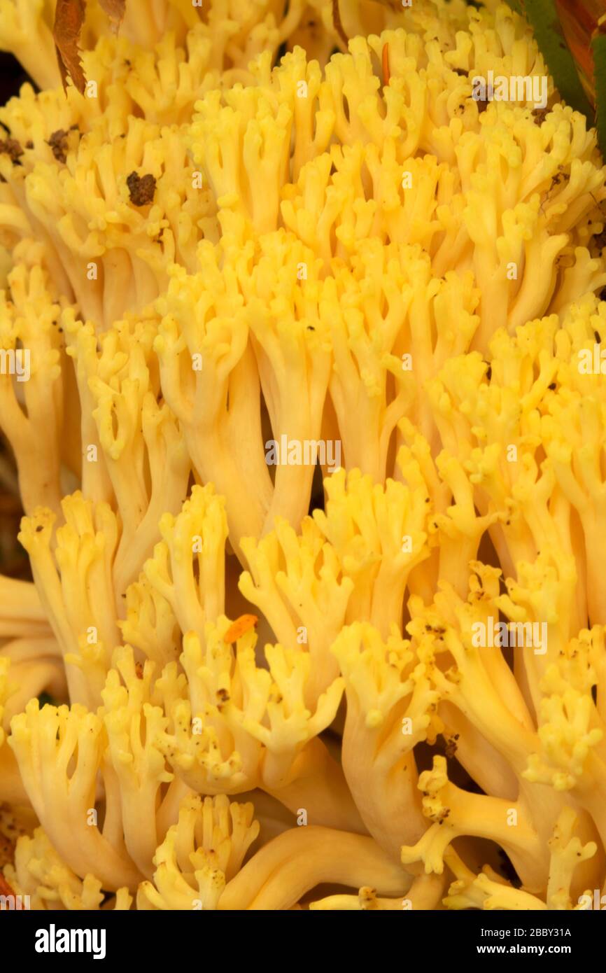 Yellowbottom trail hi-res stock photography and images - Alamy