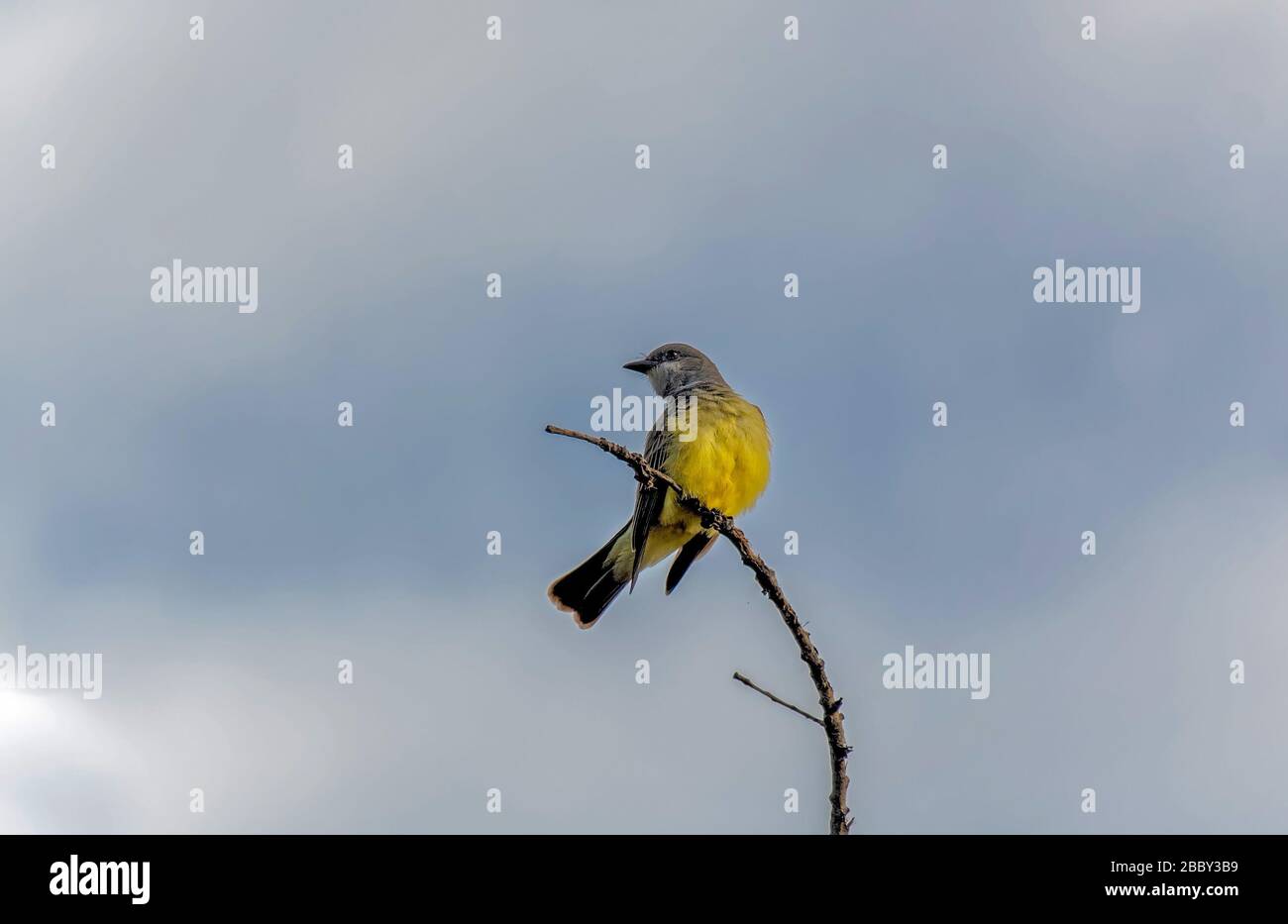 Western Kingbird (Tyrannus verticalis )perched on a branch tree in ...