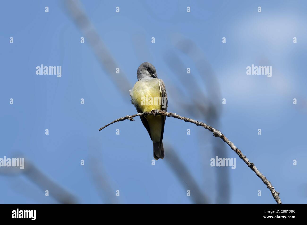 Western Kingbird (Tyrannus verticalis )perched on a branch tree in ...