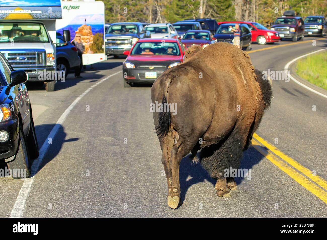 Bison jam yellowstone traffic jam hi-res stock photography and images ...
