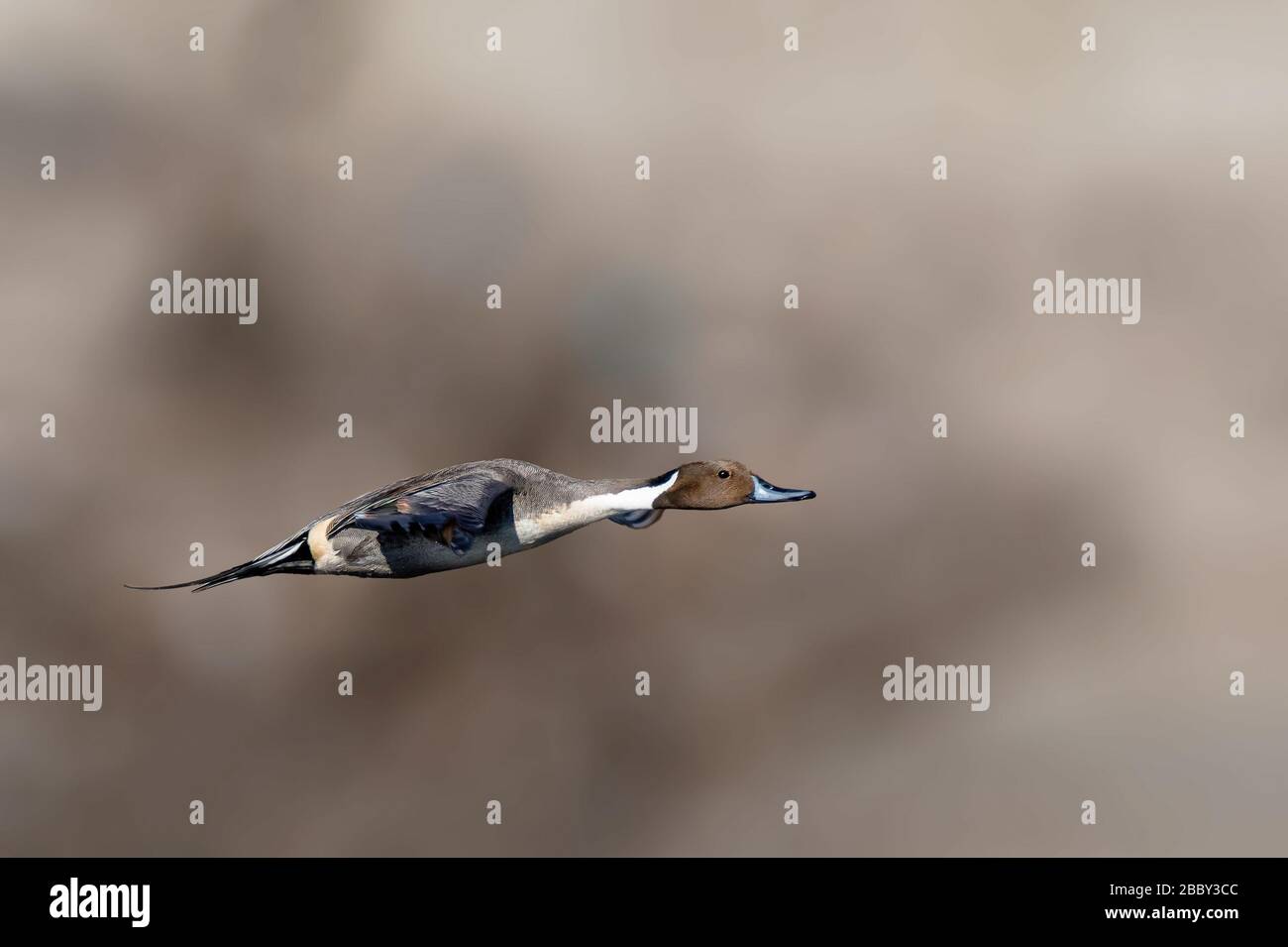 Northern Pintail duck (Anas acuta) flying over Bolsa Chica Ecological Reserve CA.USA Stock Photo ...