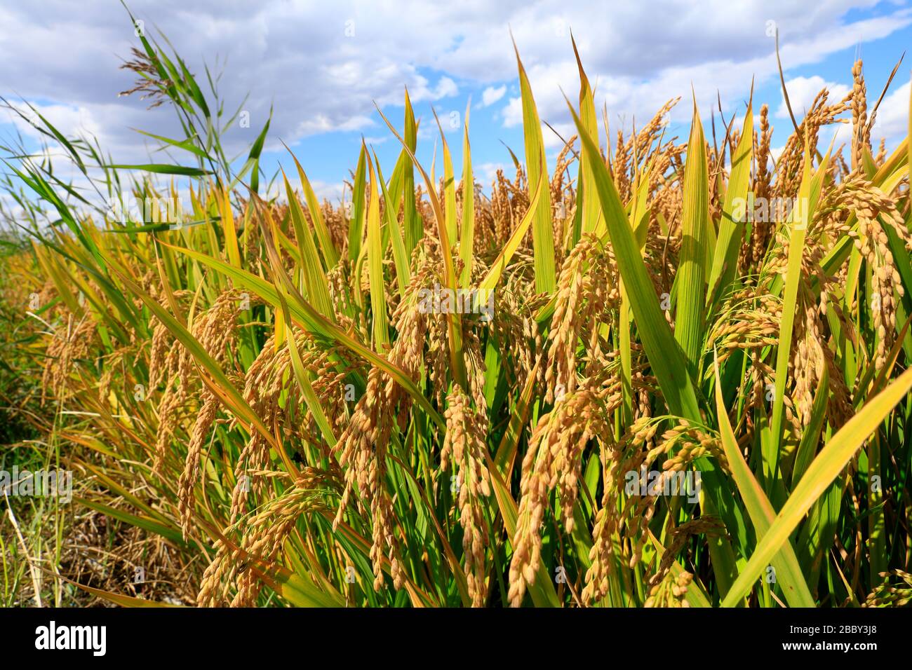 Mature rice in rice field, under the blue sky white clouds Stock Photo ...