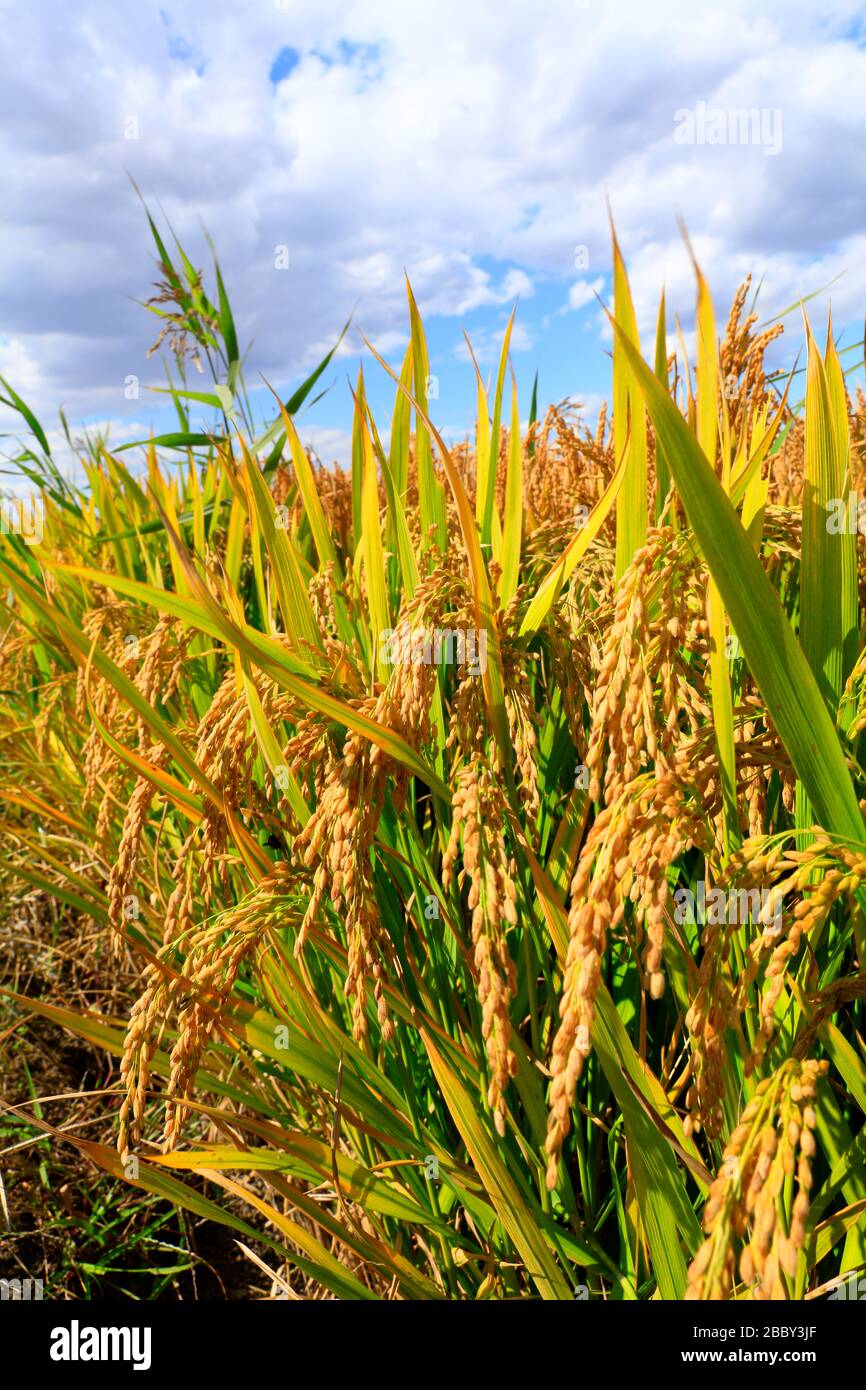 Mature rice in rice field, under the blue sky white clouds Stock Photo ...
