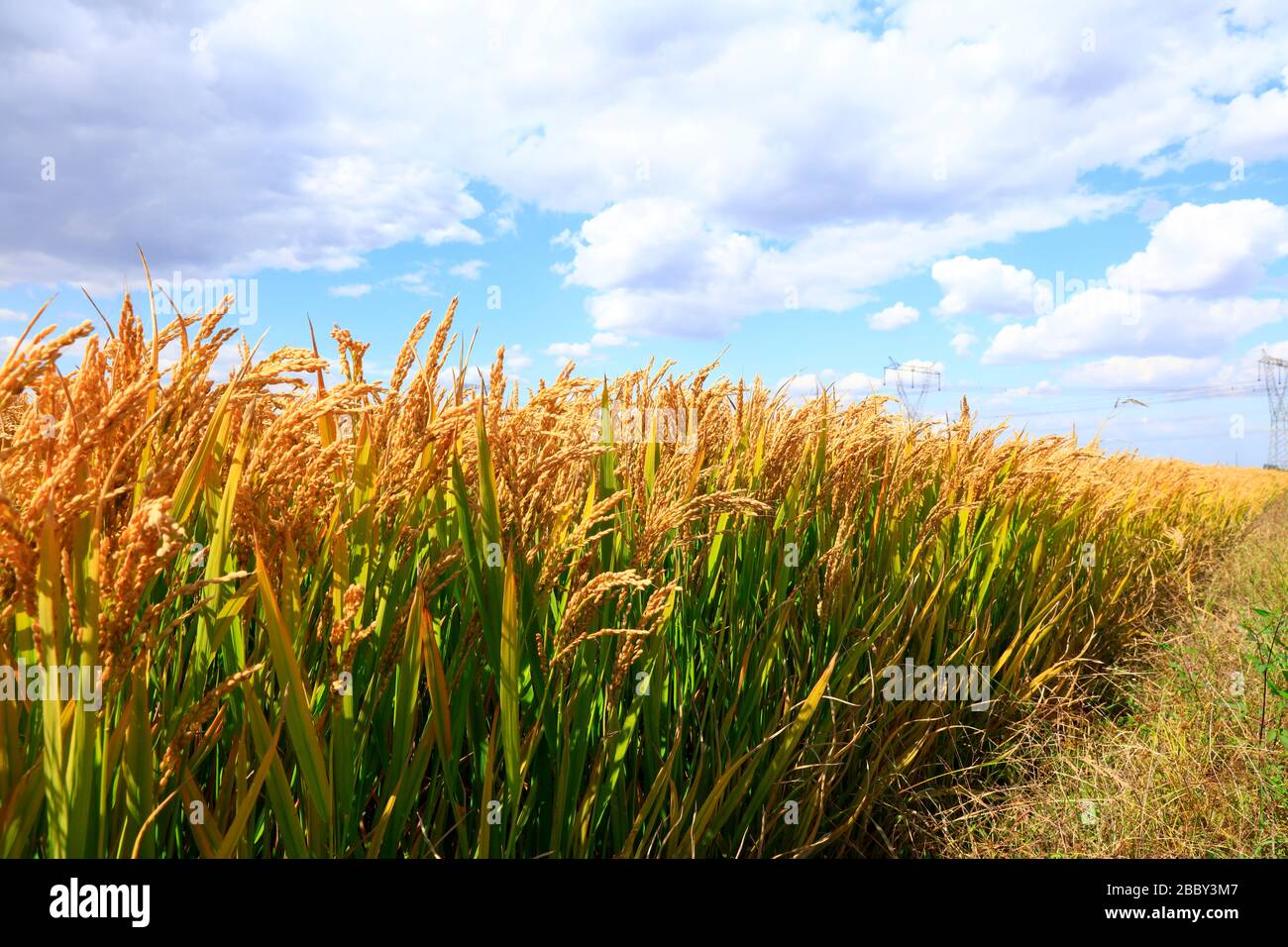 Mature rice in rice field, under the blue sky white clouds Stock Photo ...