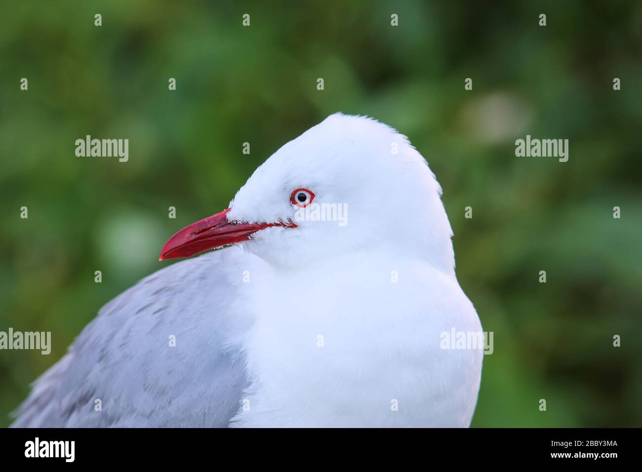 Portrait of Red-billed gull, Kaikoura peninsula, South Island, New ...