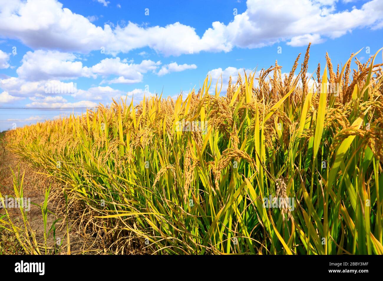 Mature rice in rice field, under the blue sky white clouds Stock Photo ...