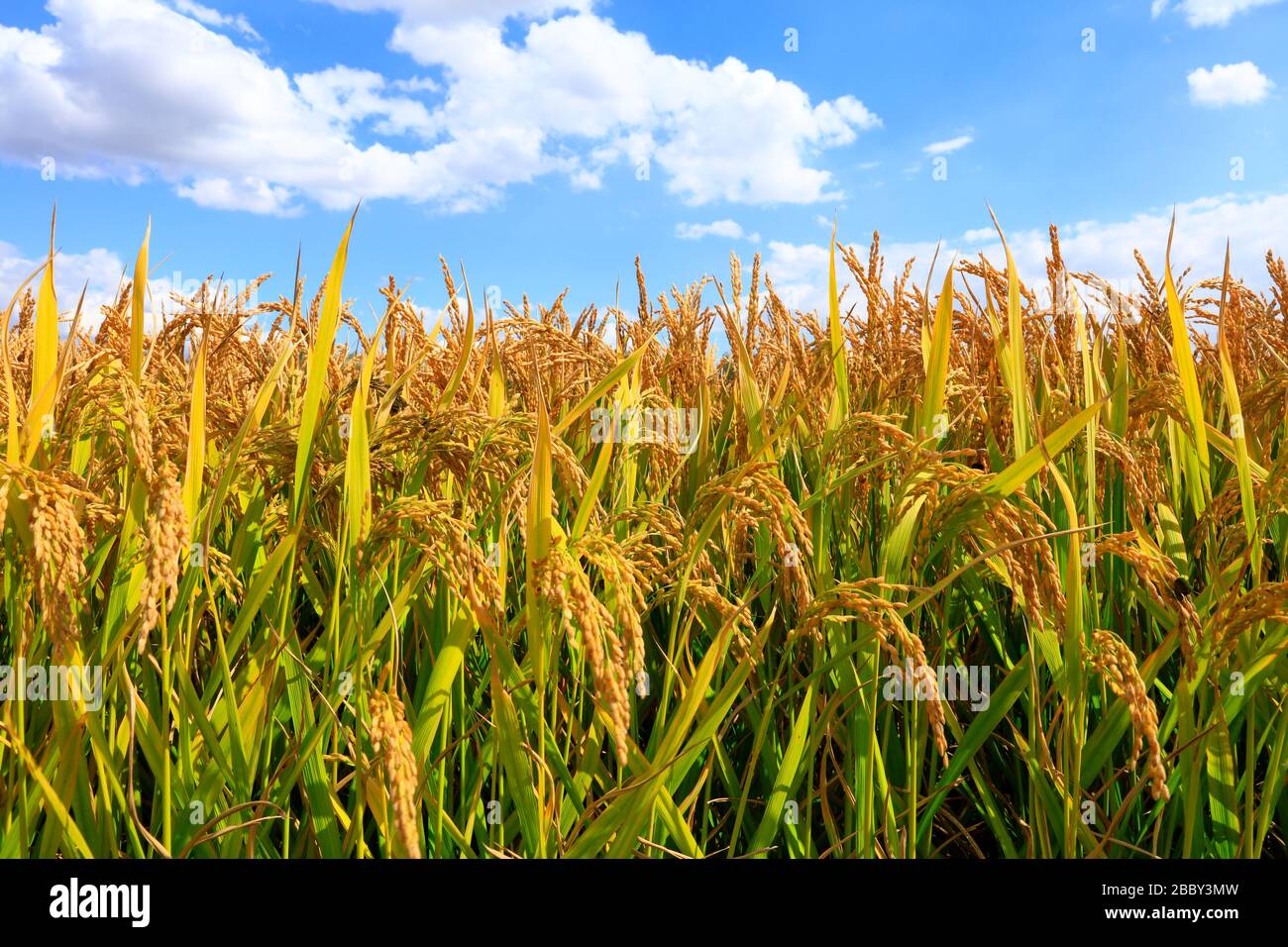 Mature rice in rice field, under the blue sky white clouds Stock Photo ...