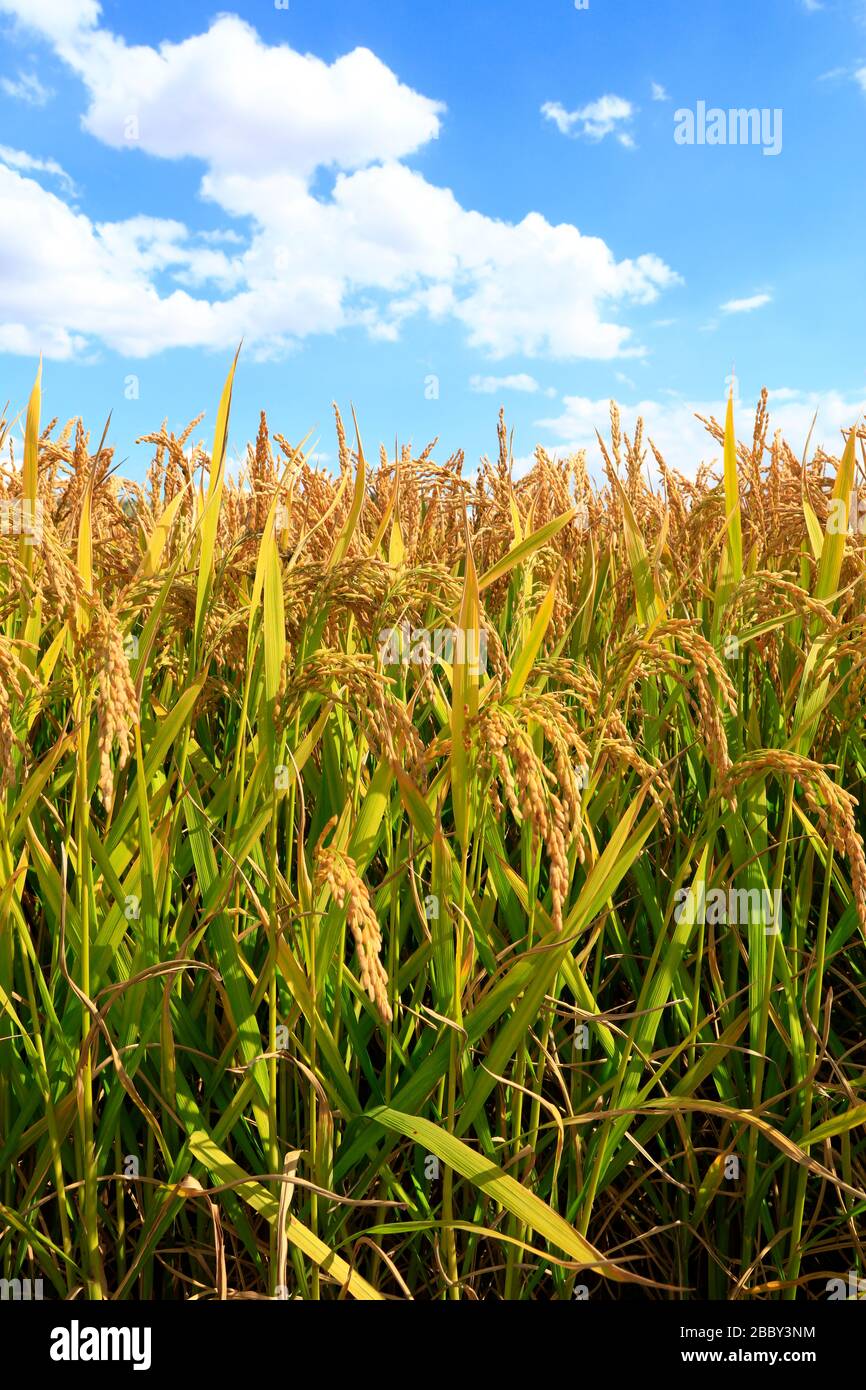 Mature rice in rice field, under the blue sky white clouds Stock Photo ...