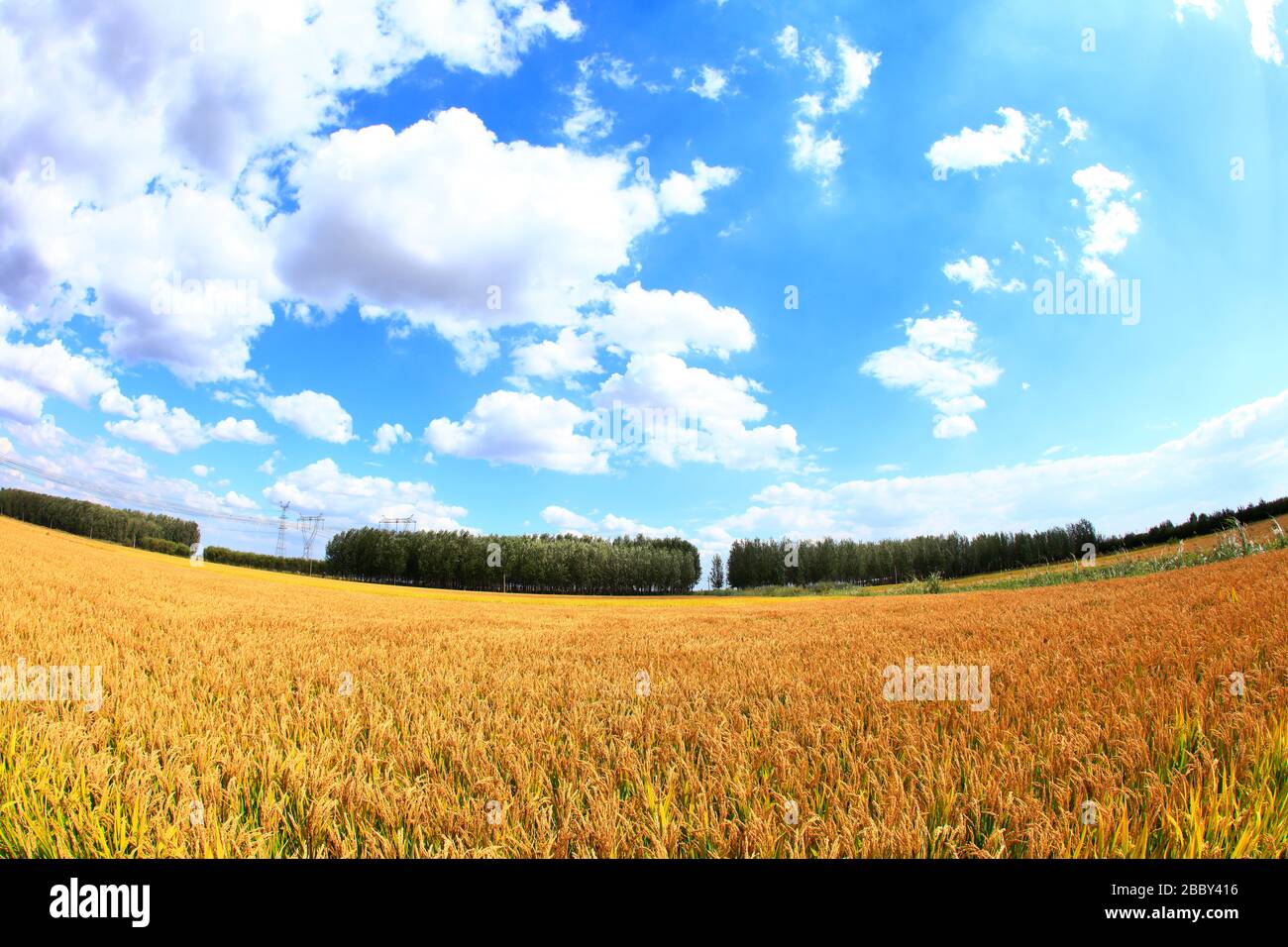 Mature rice in rice field, under the blue sky white clouds Stock Photo ...