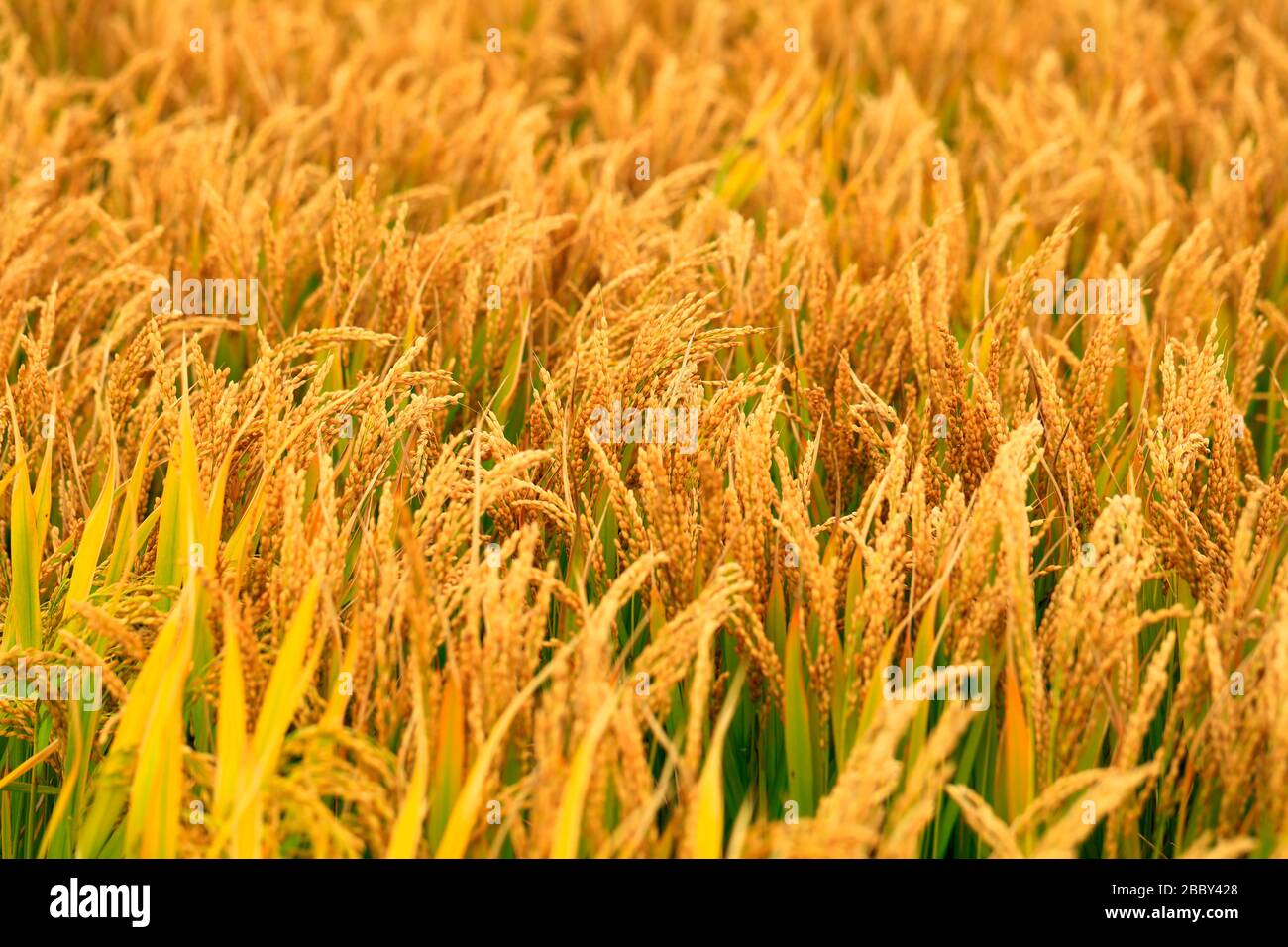 Mature rice in rice field, under the blue sky white clouds Stock Photo ...