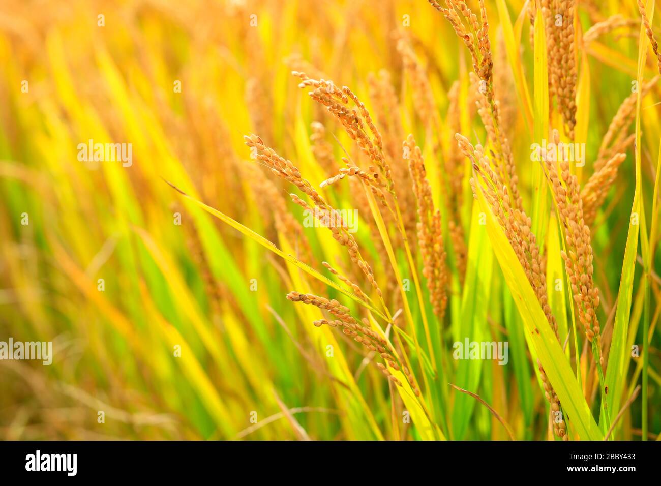 Mature rice in rice field, under the blue sky white clouds Stock Photo ...