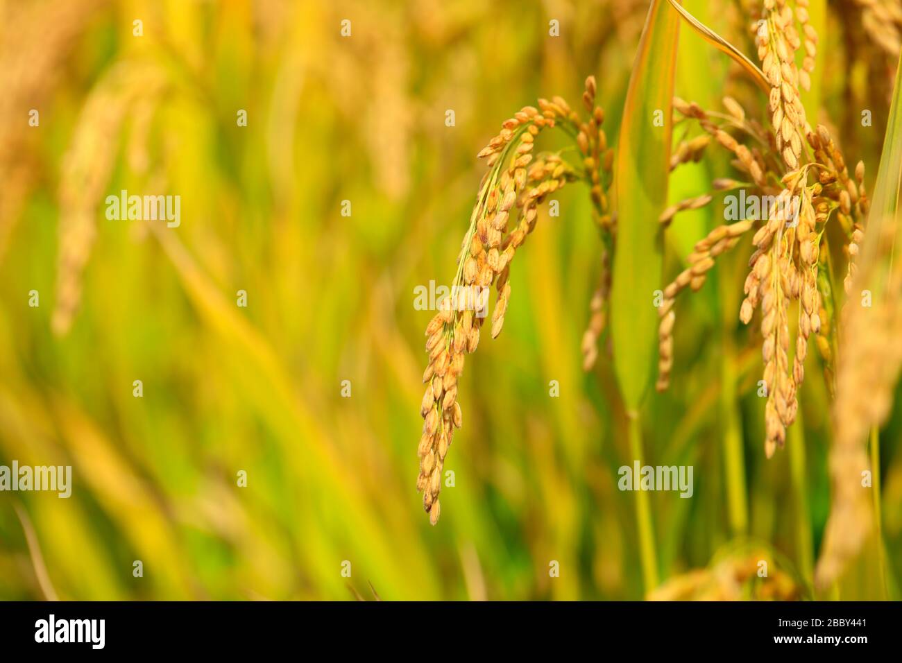 Mature rice in rice field, under the blue sky white clouds Stock Photo ...