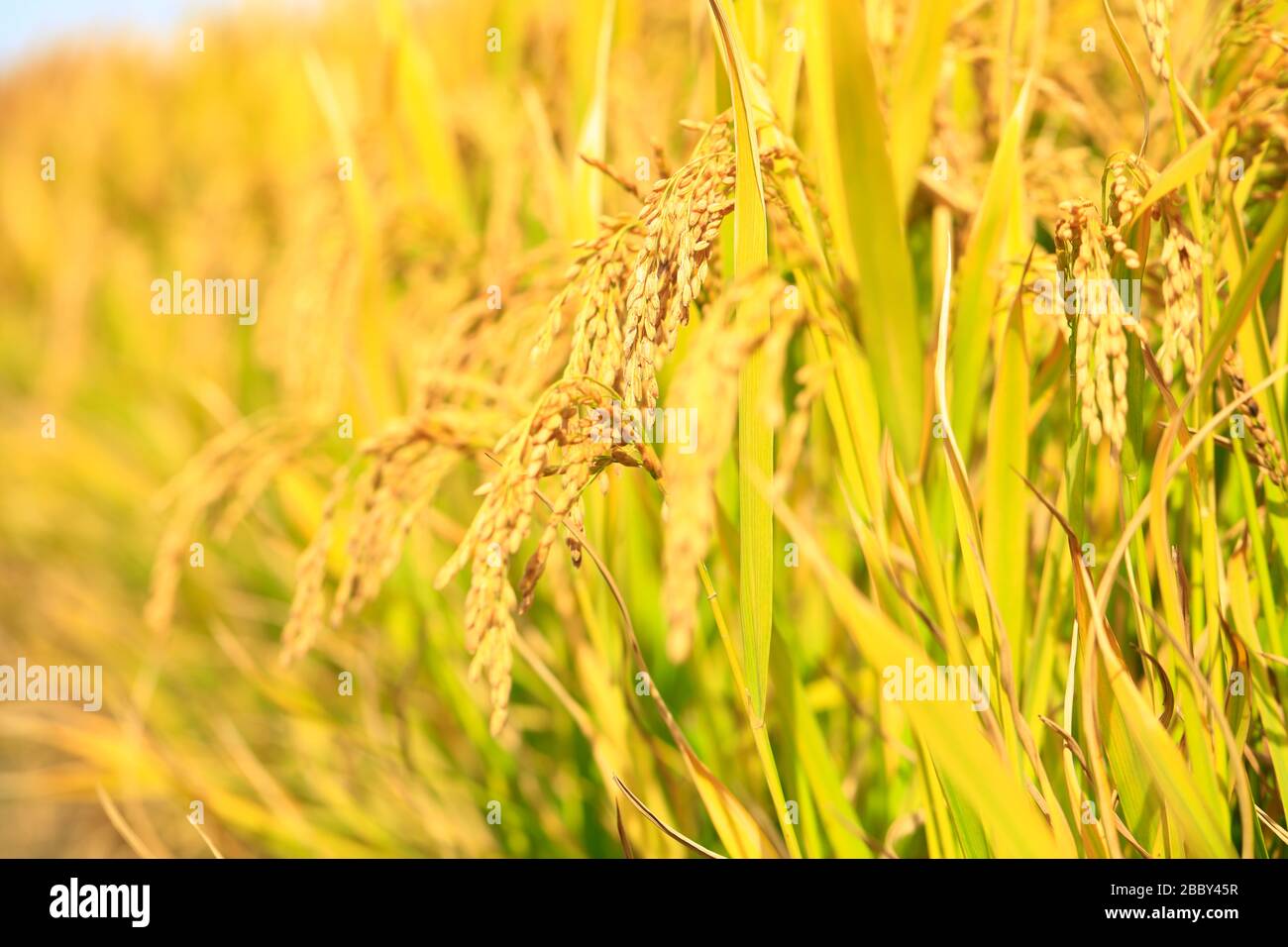 Mature rice in rice field, under the blue sky white clouds Stock Photo ...