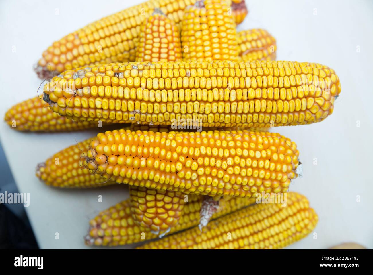 dry corn on a white background . Corn image in dried yellow tones Stock ...