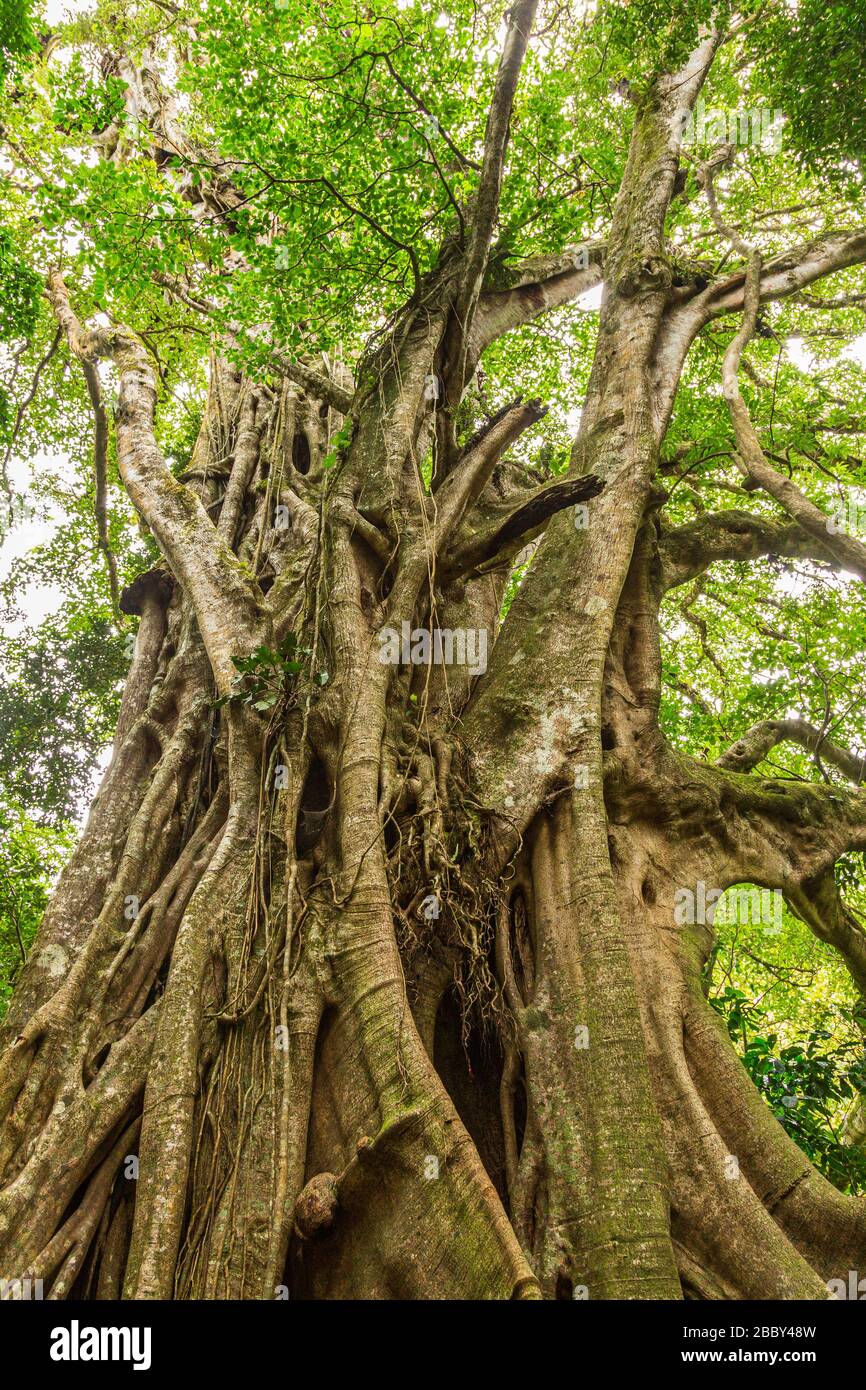 Large Strangler Fig Tree (Ficus costaricana) at the Curi Cancha ...