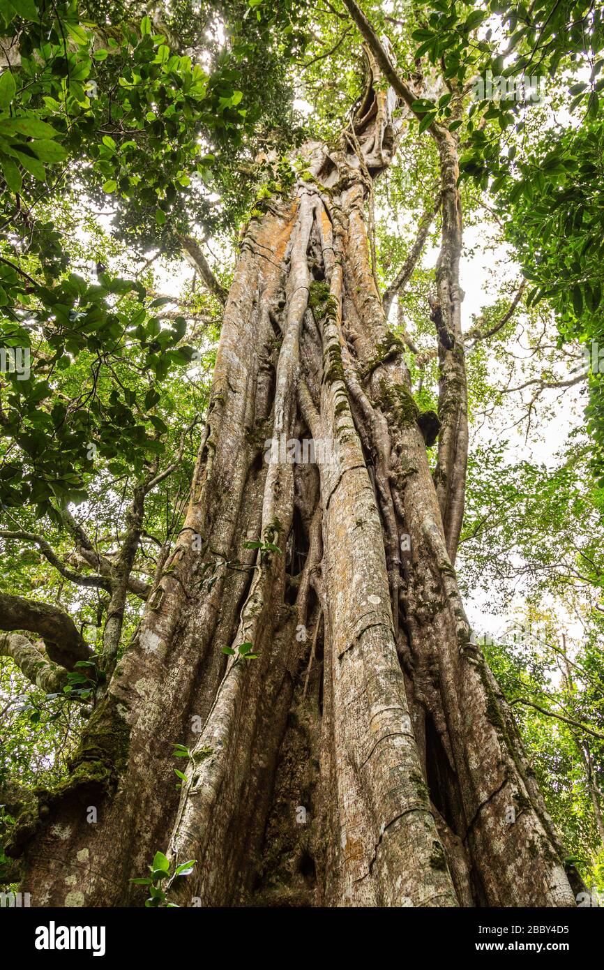 Large Strangler Fig Tree (Ficus costaricana) at the Curi Cancha ...