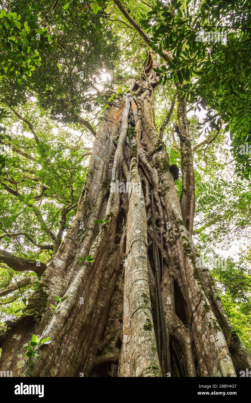 Large Strangler Fig Tree (Ficus costaricana) at the Curi Cancha ...
