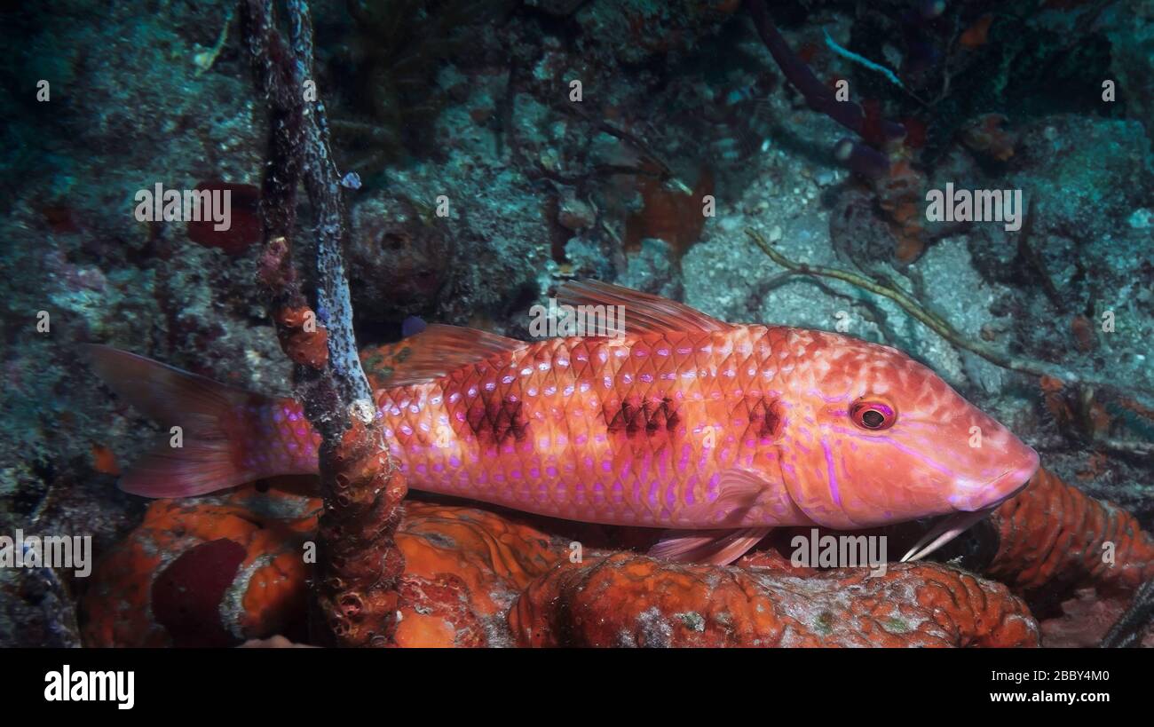 Confused spotted goatfish (Pseudupeneus maculatus) showing night ...