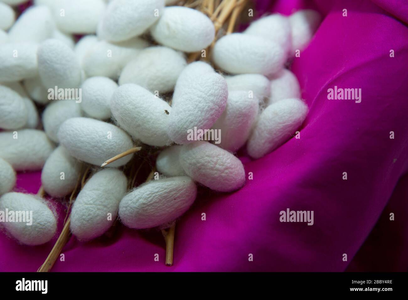 Silkworm Mulberry bombyx mori in the process of producing silk during ...