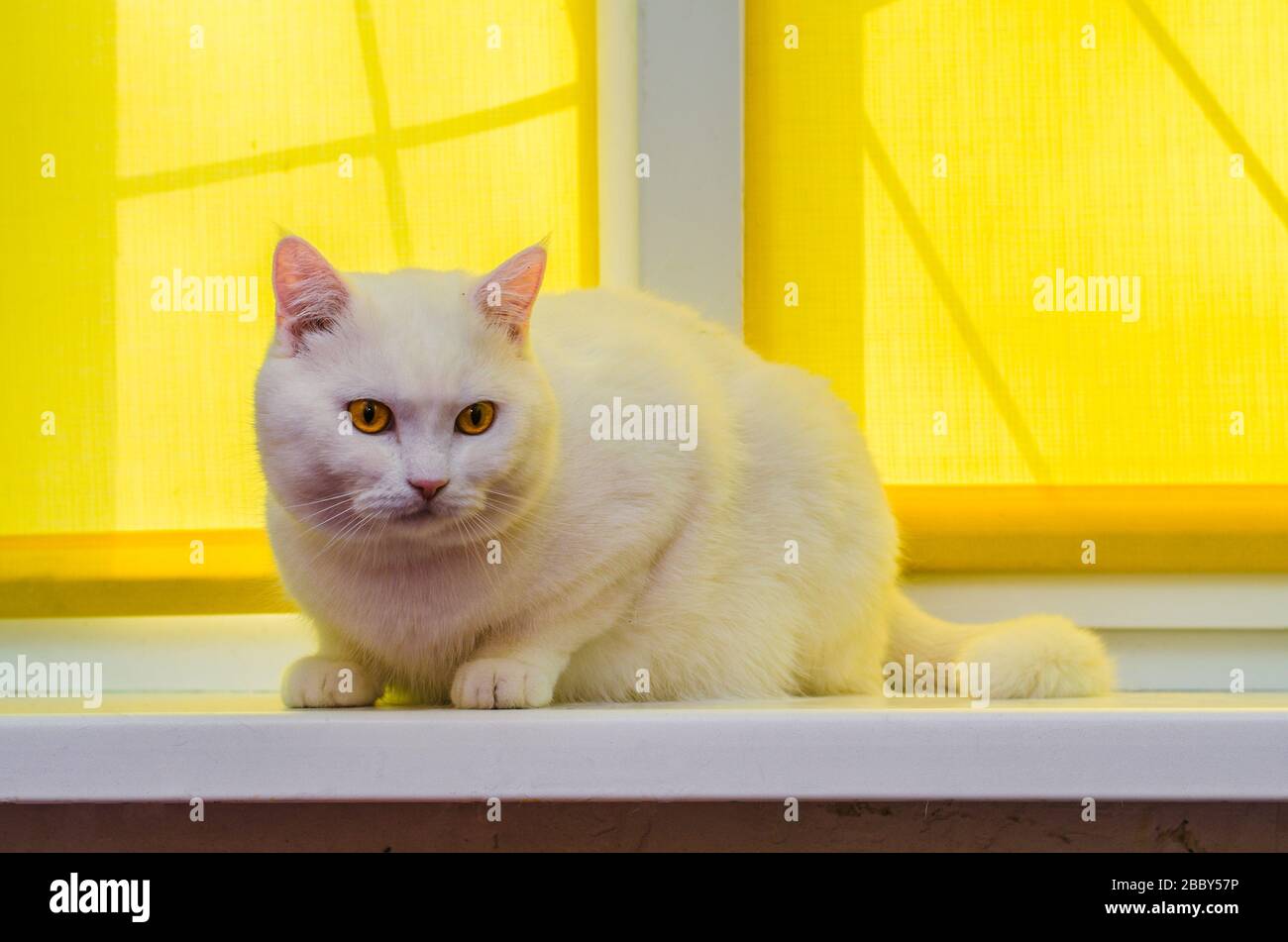 A beautiful white home cat sits on a windowsill in front of a yellow ...