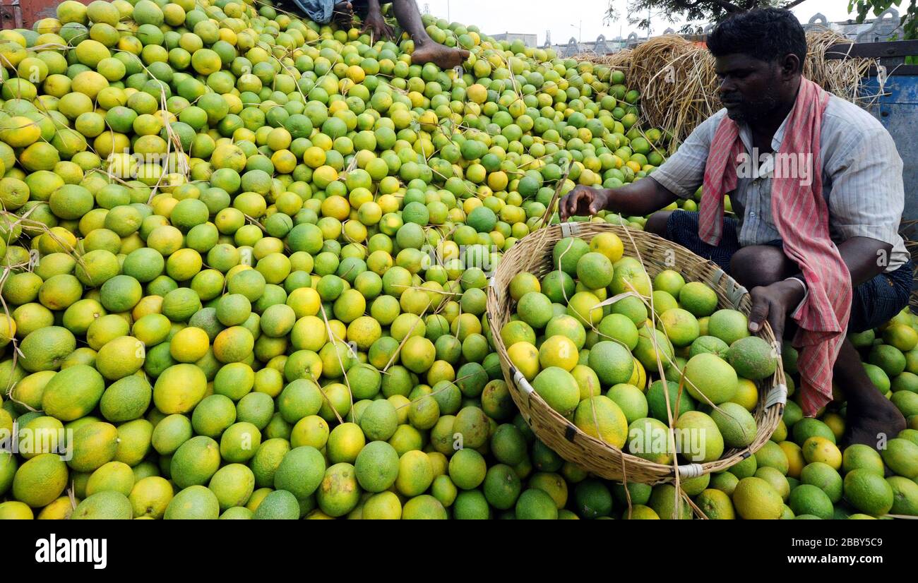 Mosambi sweet lime hi-res stock photography and images - Alamy