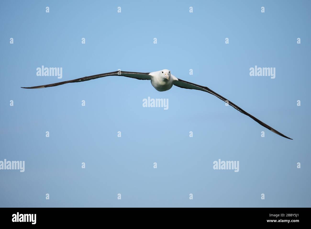 Taiaroa headland hi-res stock photography and images - Alamy