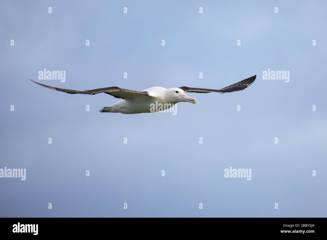 Northern royal albatross in flight, Taiaroa Head, Otago Peninsula, New ...
