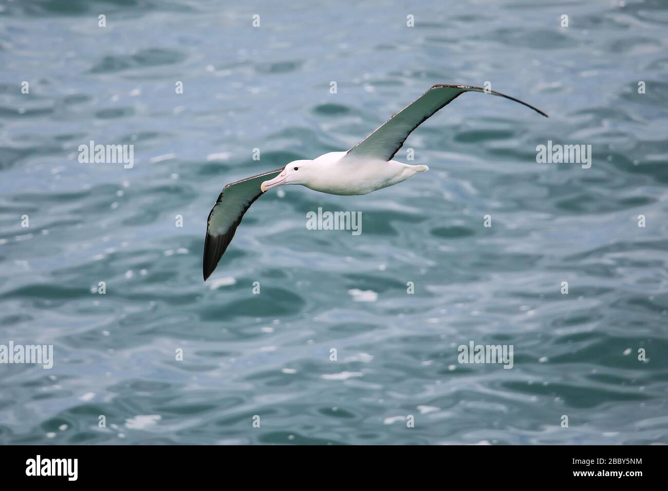 Northern royal albatross in flight, Taiaroa Head, Otago Peninsula, New ...