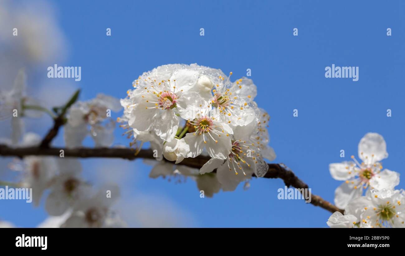 Close up of snow covered blossoms with white petals. Looking like ...