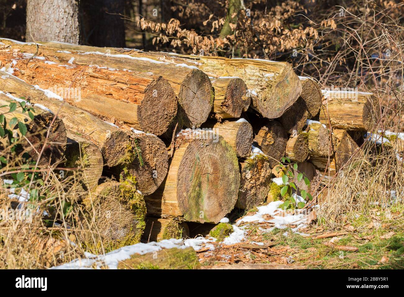 Moss covered log in woodland hi-res stock photography and images - Alamy