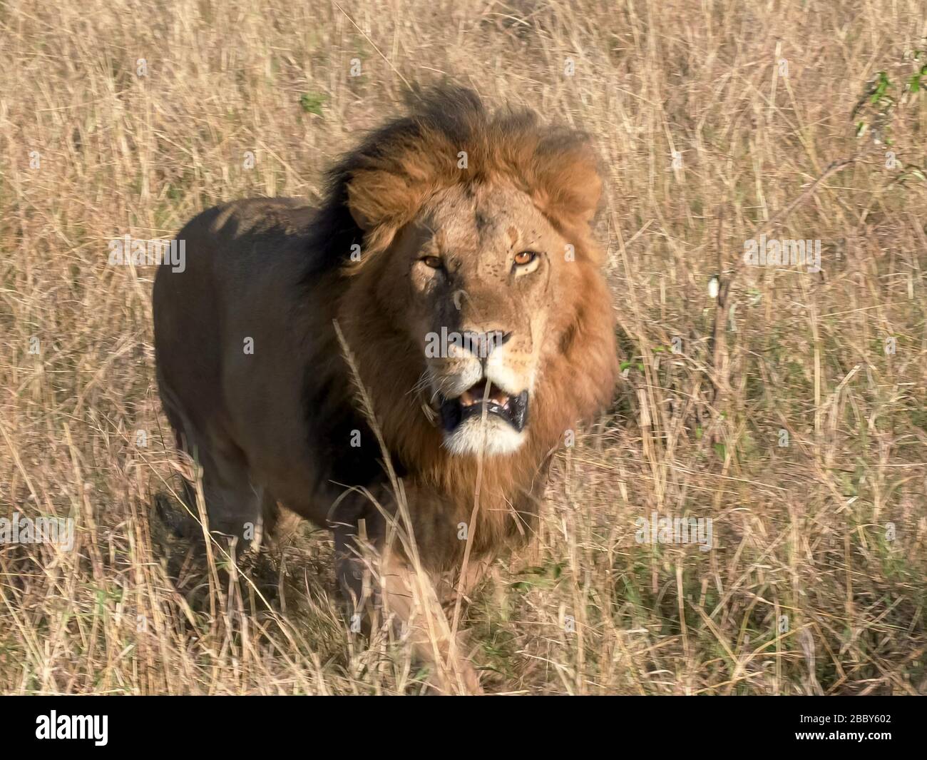 male lion approaching camera at masai mara Stock Photo - Alamy