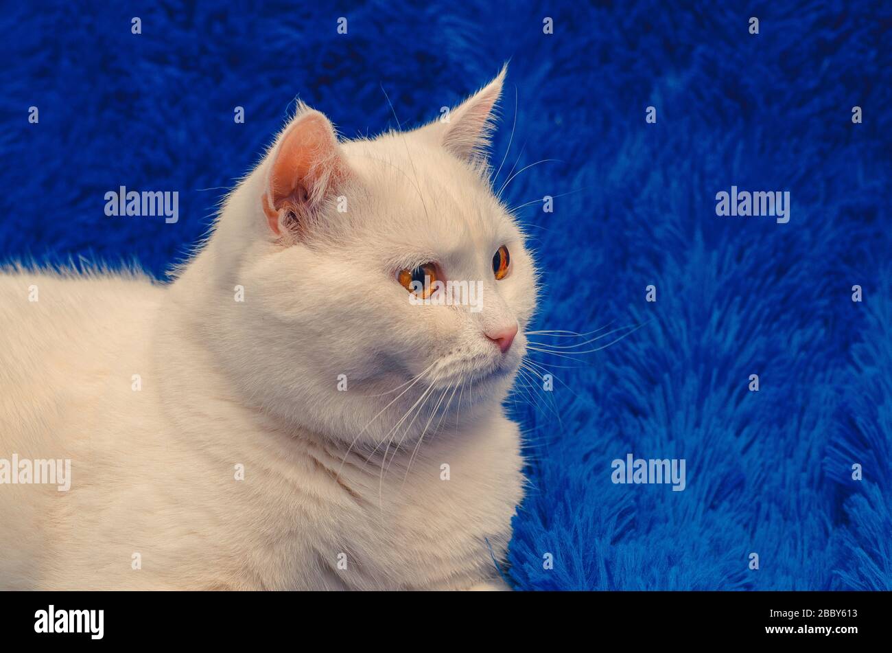 big white cat sitting on blue Stock Photo - Alamy