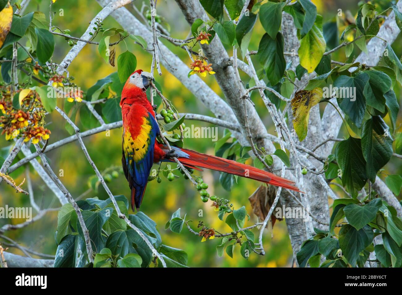 Scarlet macaw (Ara macao) eating fruit in a tree, Costa Rica Stock ...