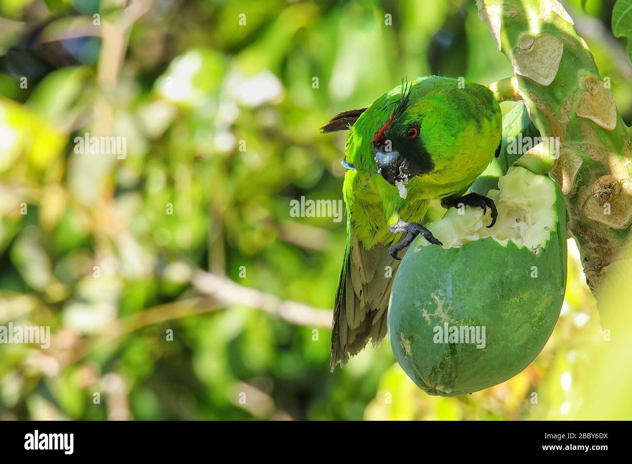 Ouvea parakeet (Eunymphicus uvaeensis) eating papaya on Ouvea Island ...