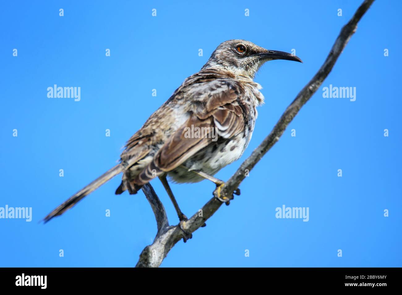 Hood mockingbird (Mimus macdonaldi) on Espanola Island, Galapagos ...
