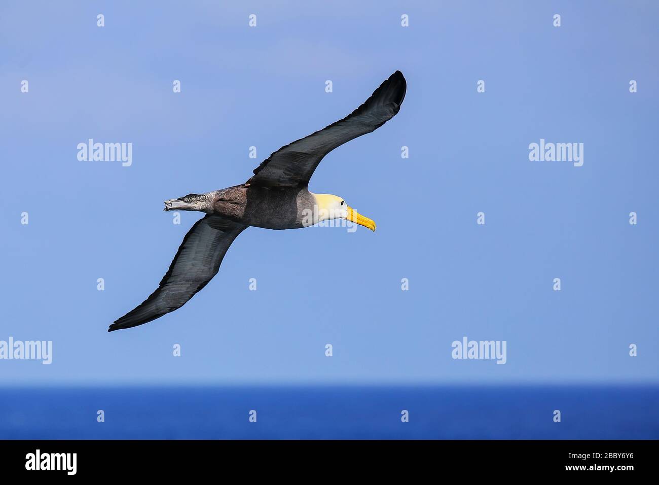 Waved albatross (Phoebastria irrorata) in flight on Espanola Island ...