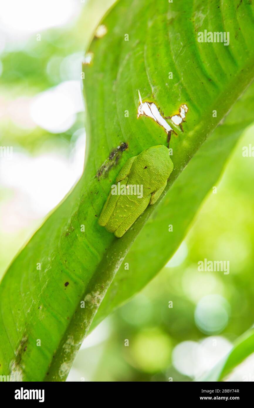 Red-eyed treefrog (Agalychnis callidryas) specimen in camouflage mode ...