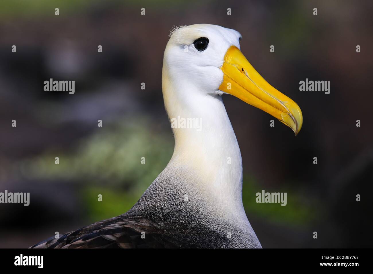 Portrait of Waved albatross (Phoebastria irrorata) on Espanola Island ...