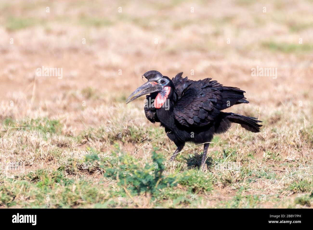 bird abyssinian ground hornbill or northern ground hornbill (Bucorvus ...