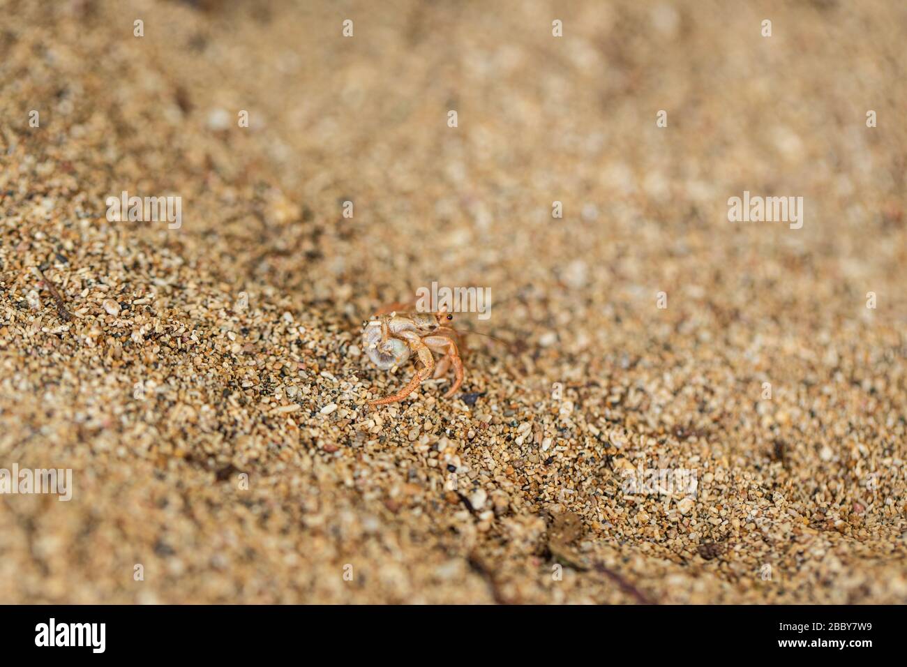 Outside its shell, the soft, curved abdomen of a hermit crab in search ...