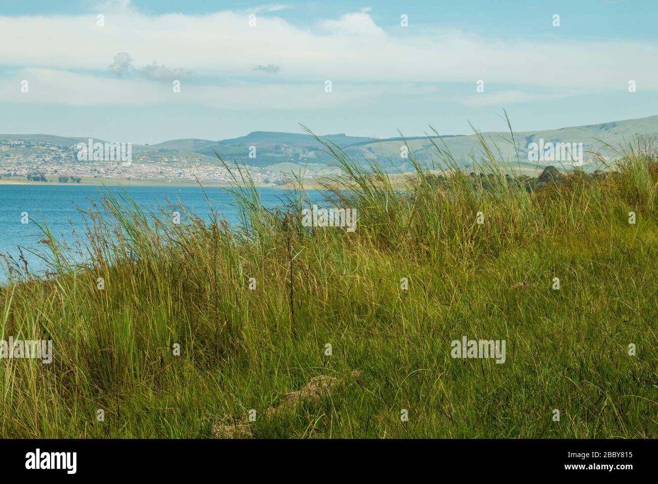 Long green grass growing on the banks of midmar dam Stock Photo - Alamy