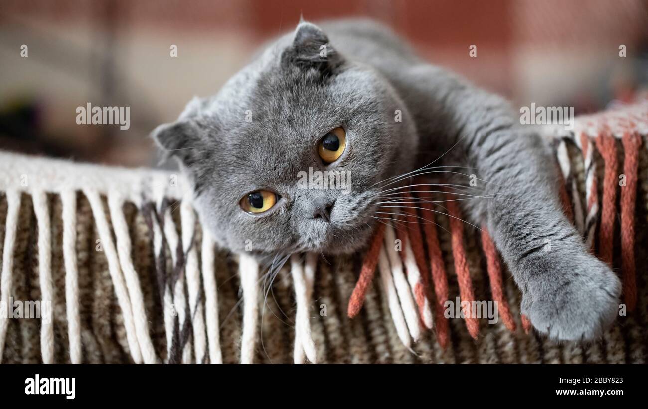 The cat misses hi-res stock photography and images - Alamy