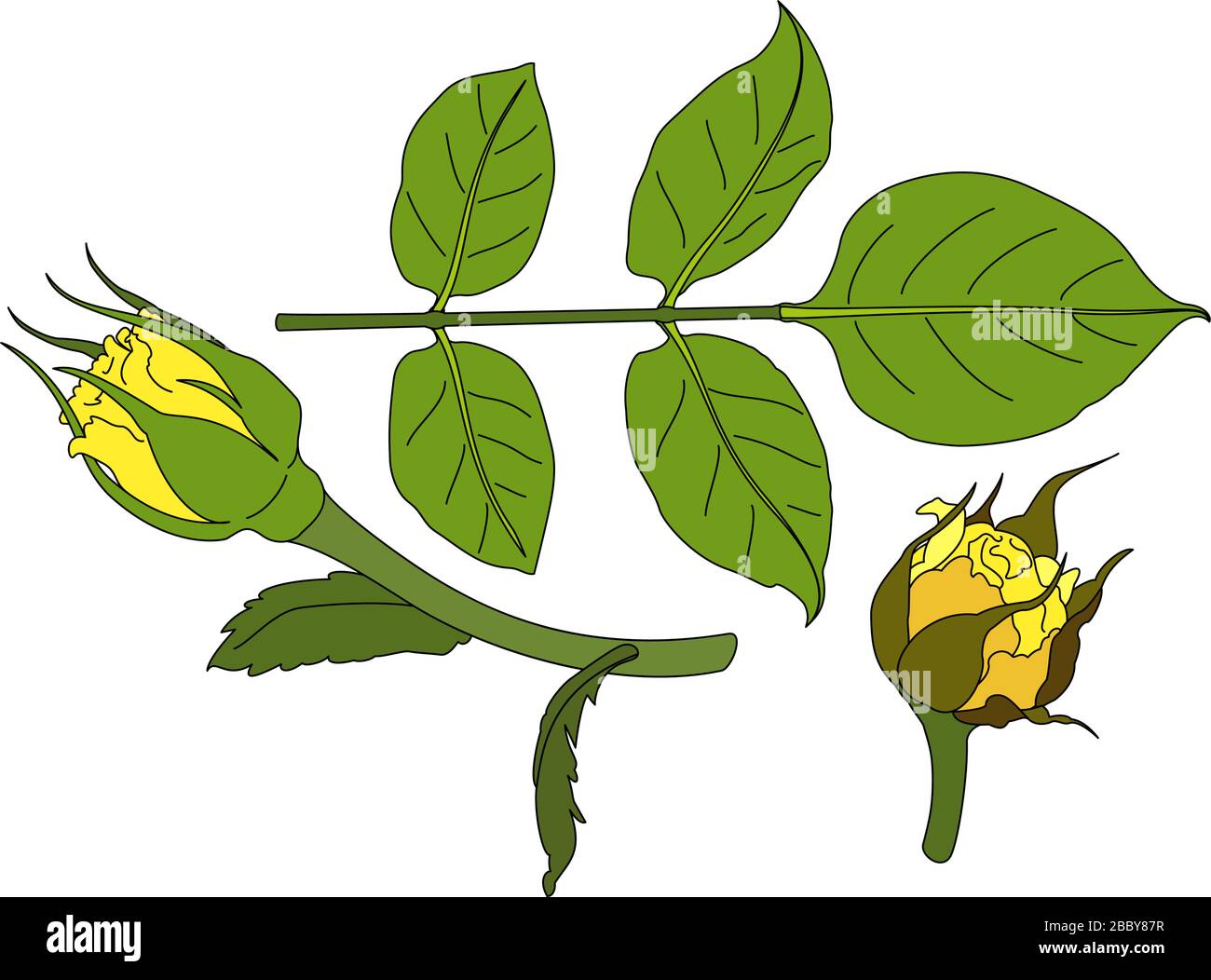 vector rose flower bud clipart isolated background Stock Vector Image ...